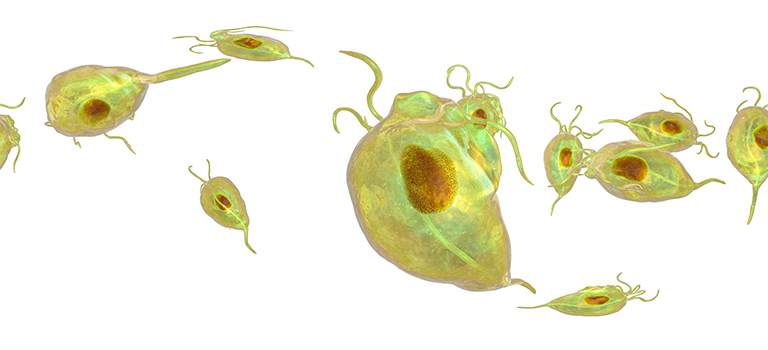 Trichomoniasis Test | Swab Testing | STI Clinic London